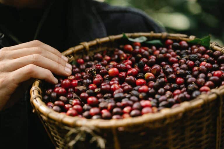 Café orgánico: una guía sobre cultivo sustentable - Cafe Delirante
